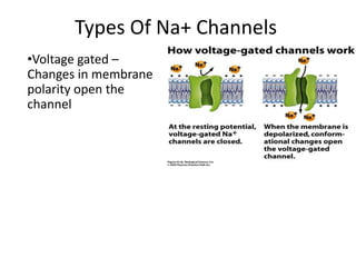 Na channel | PPTX | Chemistry | Science