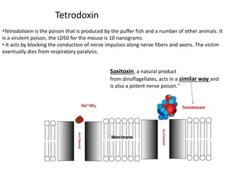 Tetrodotoxin Sodium Channels