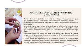 Nacimiento del pollito coppss manejo.pdf