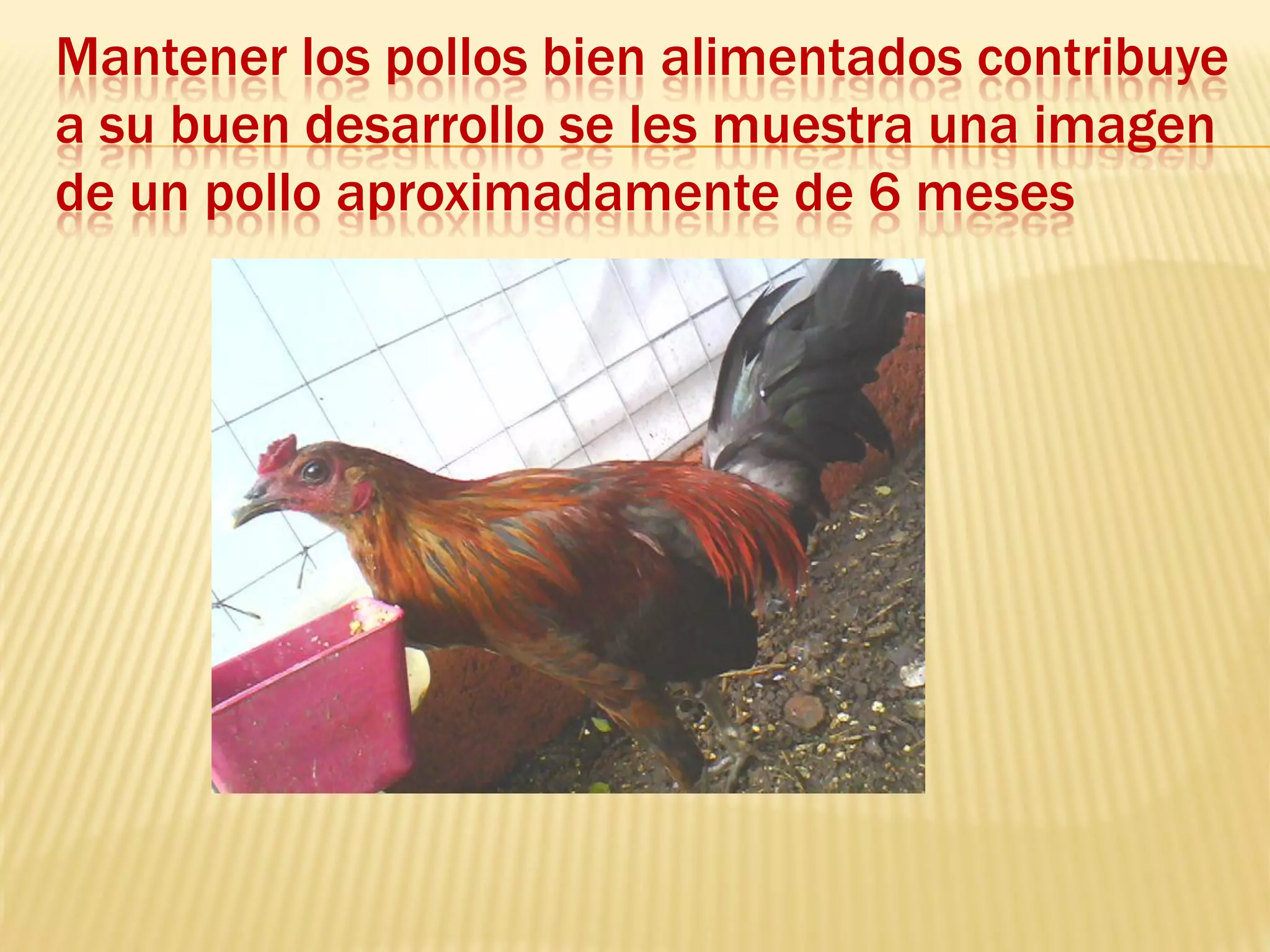 Nacimiento y desarrollo de un pollo fino | PPT