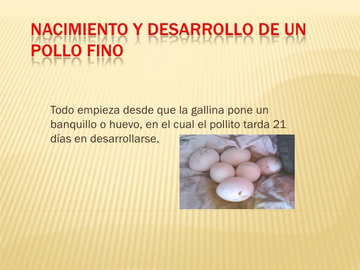 Proceso de nacimiento de un pollito - Imagui