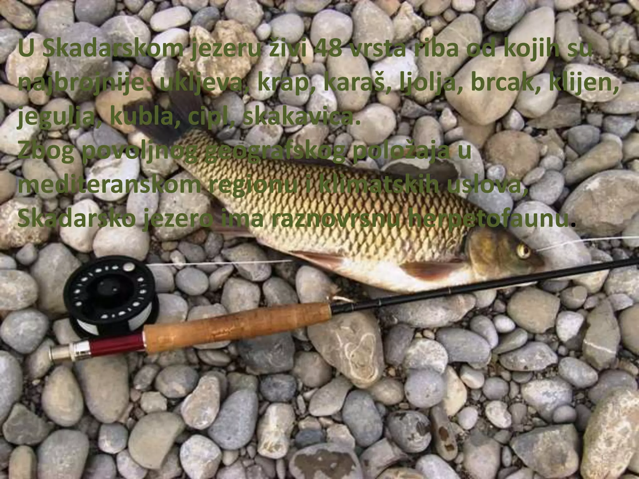 Nacionalni park-skadarsko-jezero | PPTX