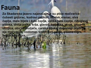 Nacionalni park-skadarsko-jezero | PPTX