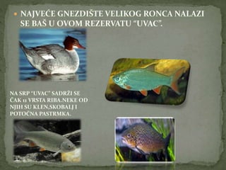 Nacionalni parkovi, rezervati i spomenici prirode u Srbiji | PPTX