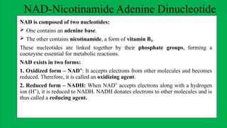 NAD(Nicotinamide Adenine Dinucleotide)- Role as Coenzyme.pptx