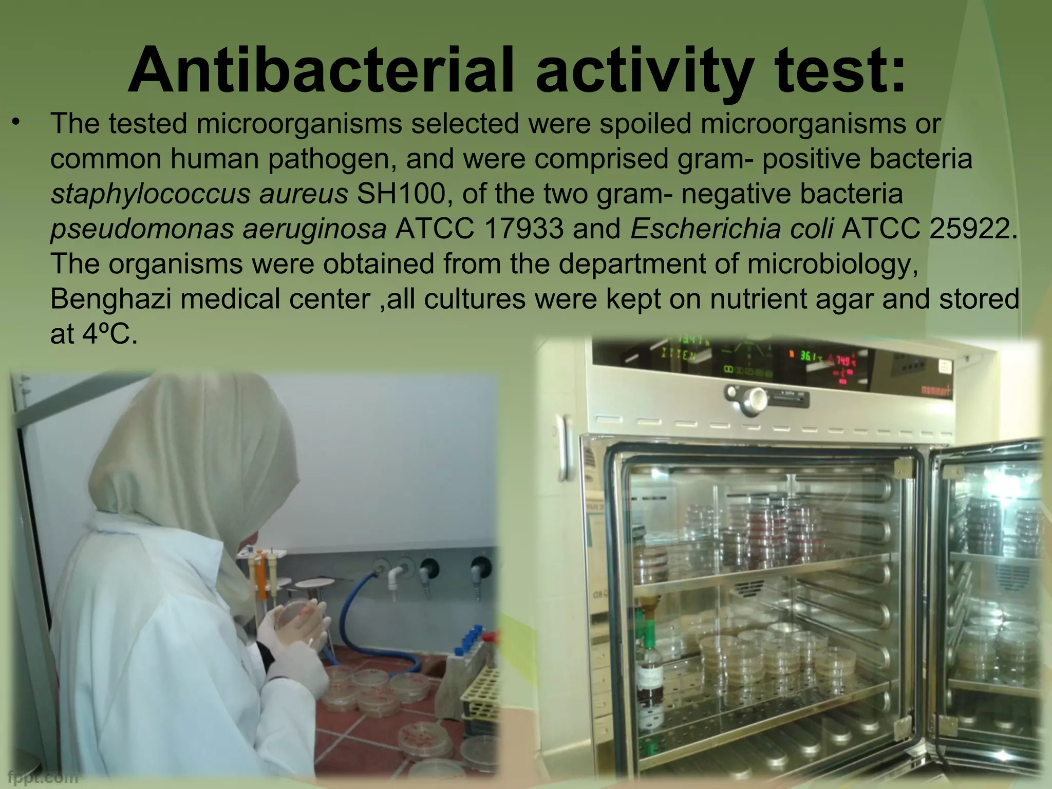 Antibacterial Activity of Libyan Macroalgae | PPT | Geography | Science