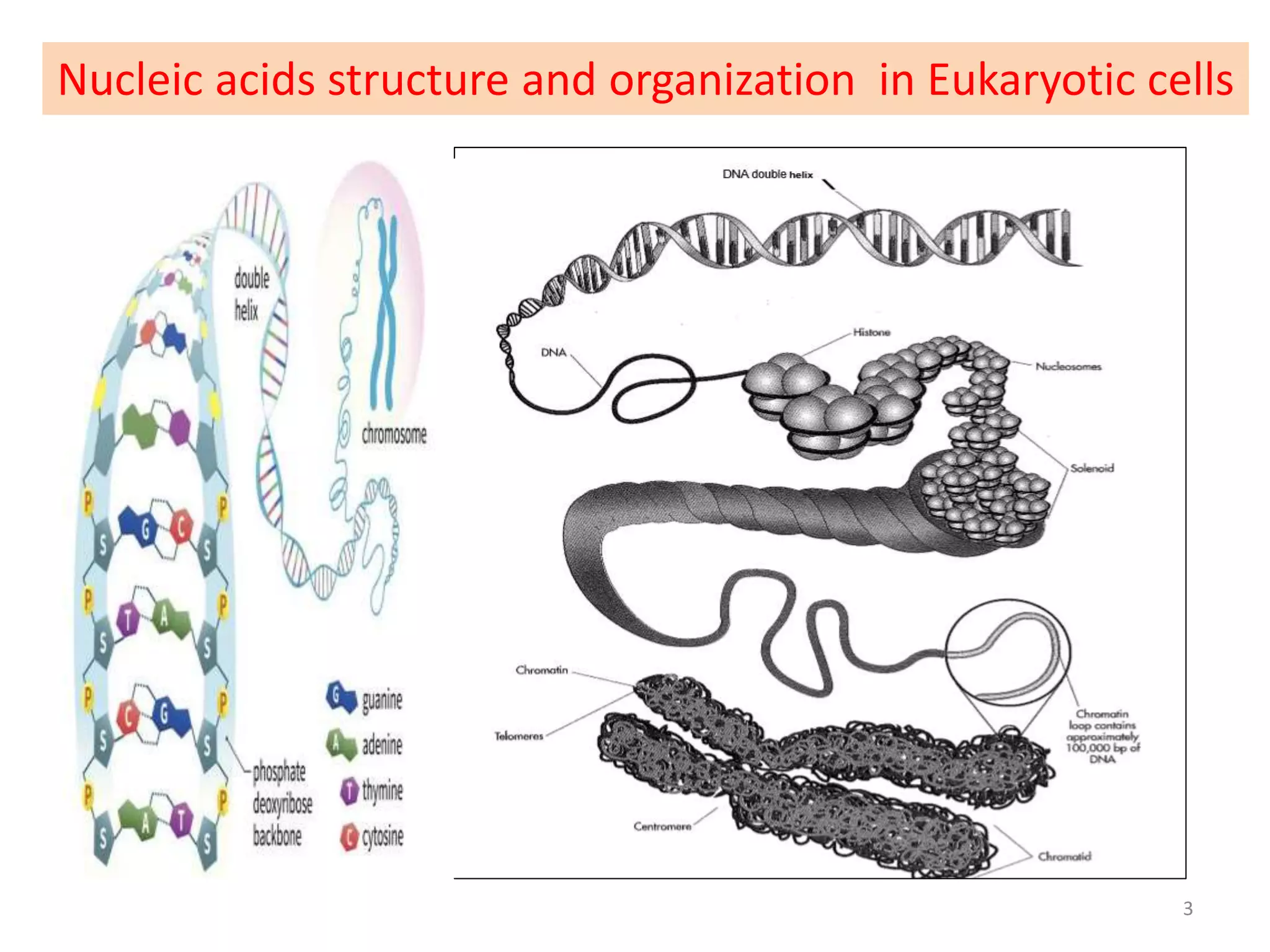 Nucleic acid detection Techniques | PPTX