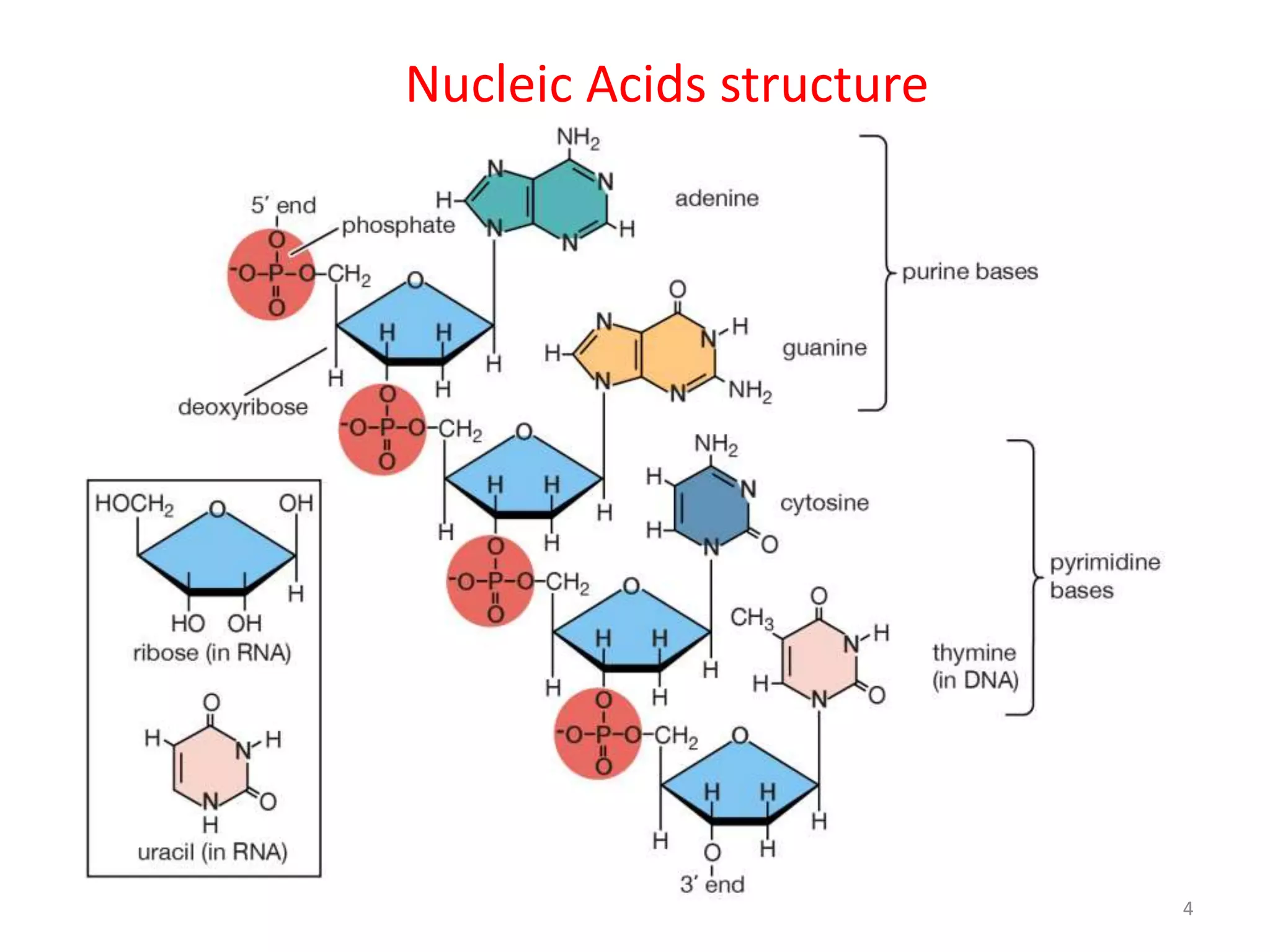 Nucleic acid detection Techniques | PPTX