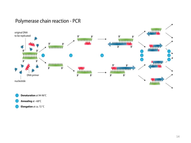 Nucleic acid detection Techniques | PPTX