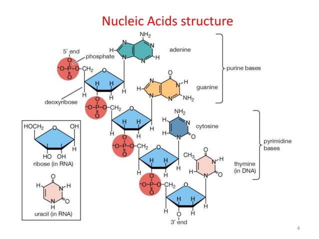 Nucleic acid detection Techniques | PPTX