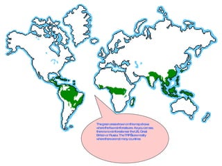 Nadia | PPT | Business and Finance