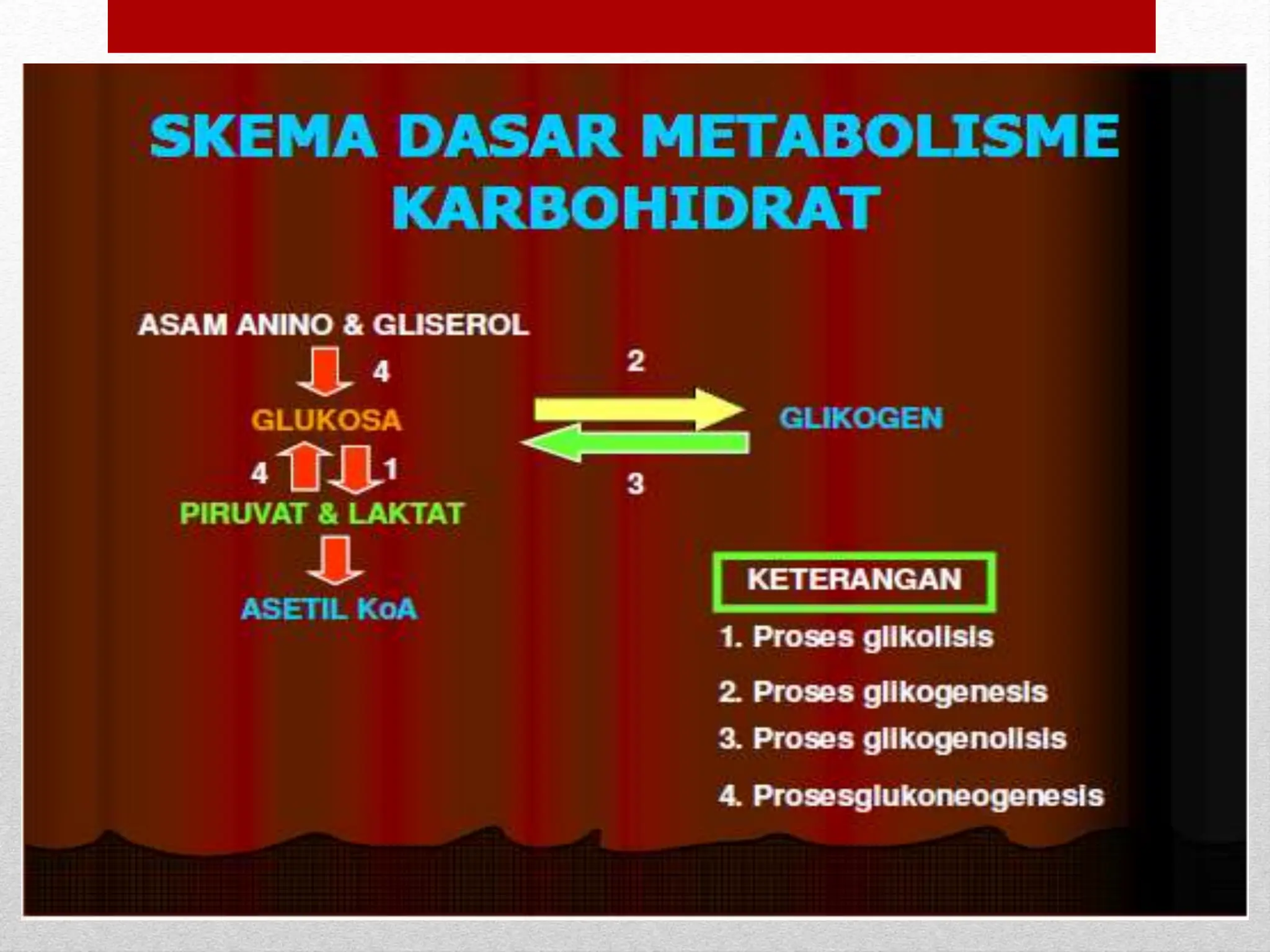 METABOLISME KARBOHIDRAT,glikogenesis ,glikolisis glikonelisis.pptx