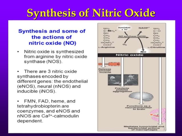 NADPH and its uses | PPTX | Endocrine and Metabolic Diseases | Diseases ...