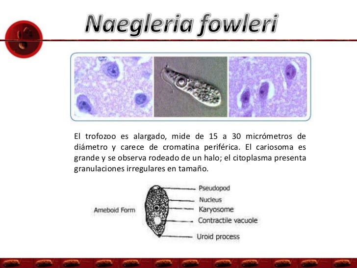 Flagelado De Naegleria Fowleri