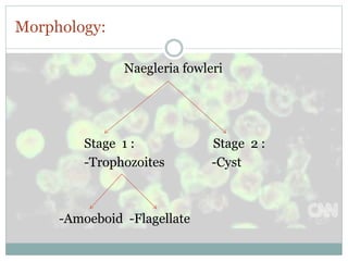 Naegleria fowleri | PPTX