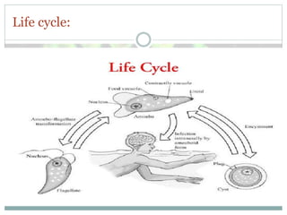 Naegleria Fowleri Life Cycle