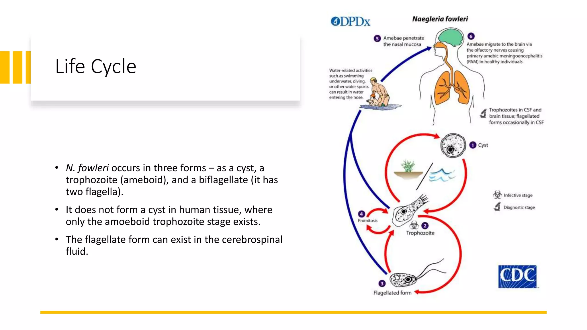 Naegleria fowleri | PPTX