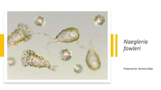 Naegleria fowleri: The "Brain-Eating Amoeba | PPT