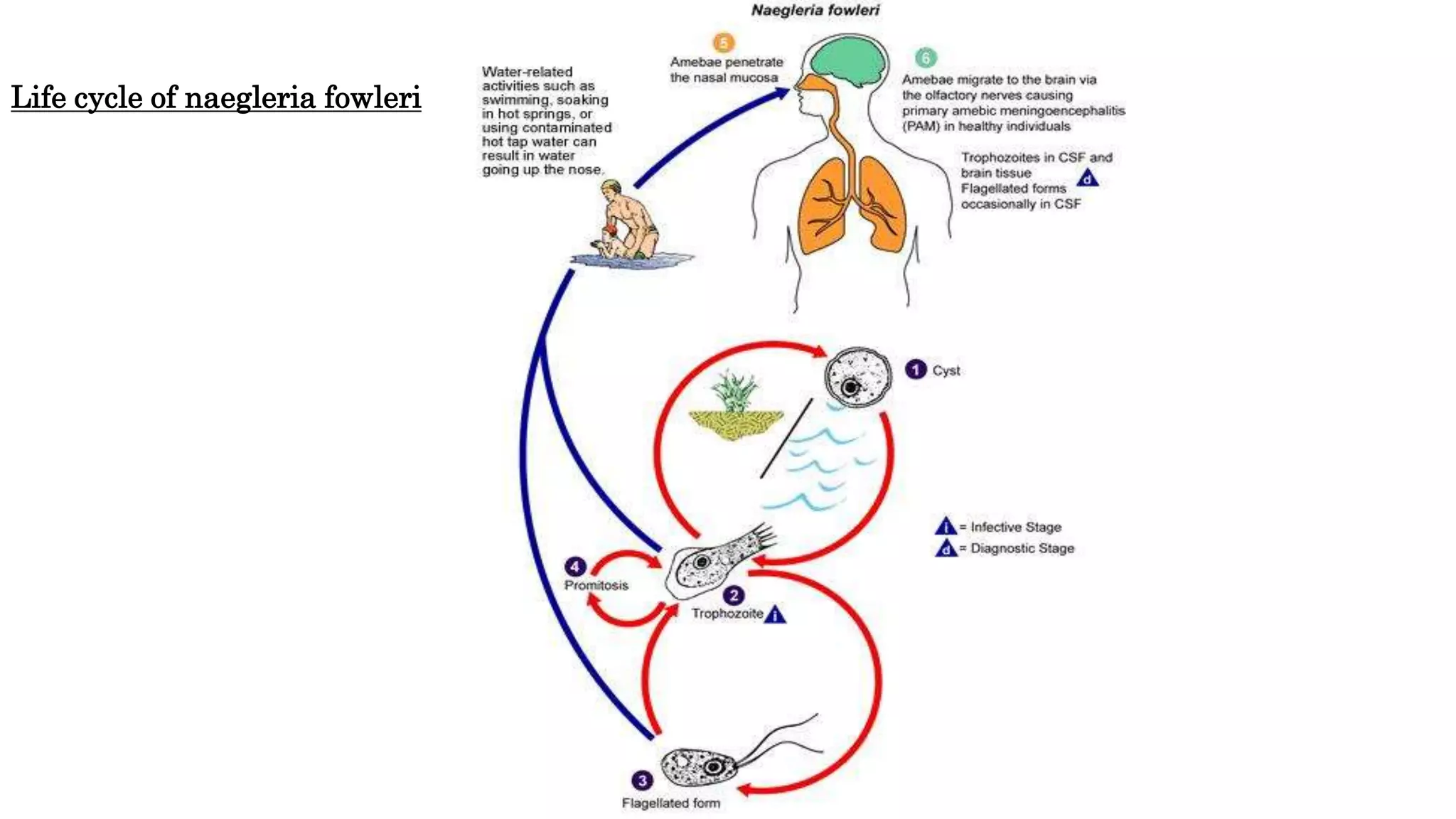 naegleria fowleri | PPTX