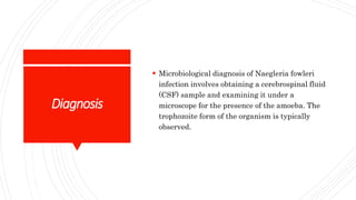 naegleria fowleri | PPTX