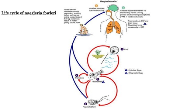 naegleria fowleri | PPTX