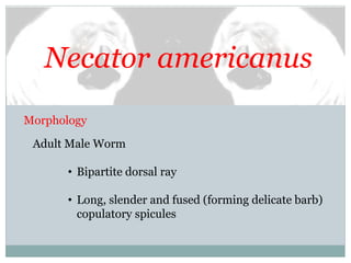 Necator americanus | PPTX