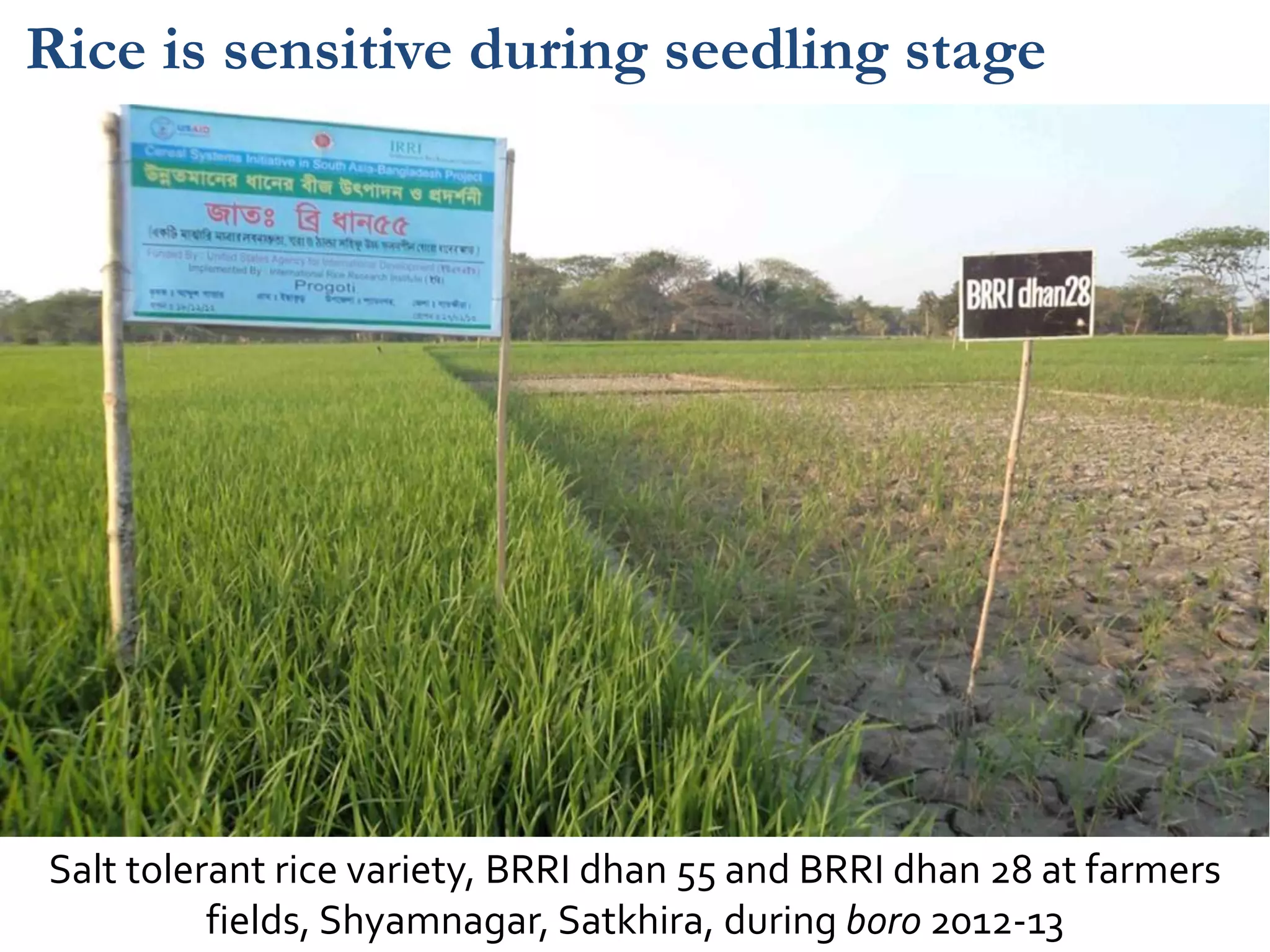 Building resilience to climate change in rice-based agri-food systems ...