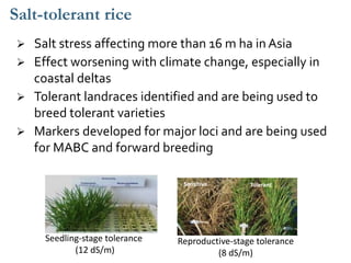 Building resilience to climate change in rice-based agri-food systems ...
