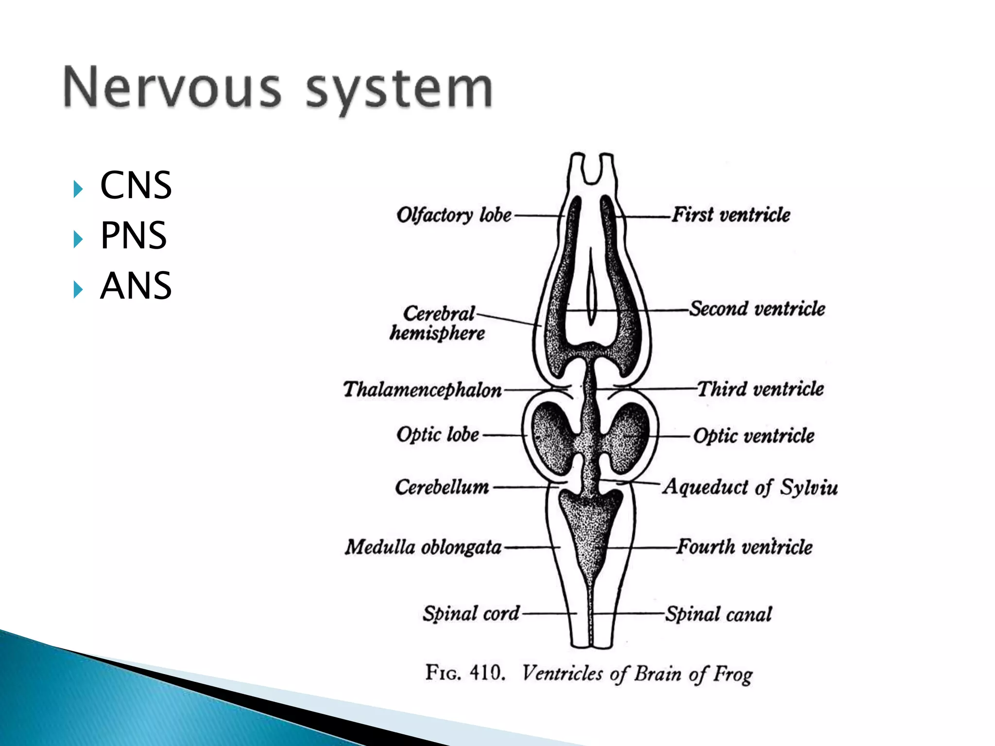 FROG PPT : BY Nafees hussain | PPTX
