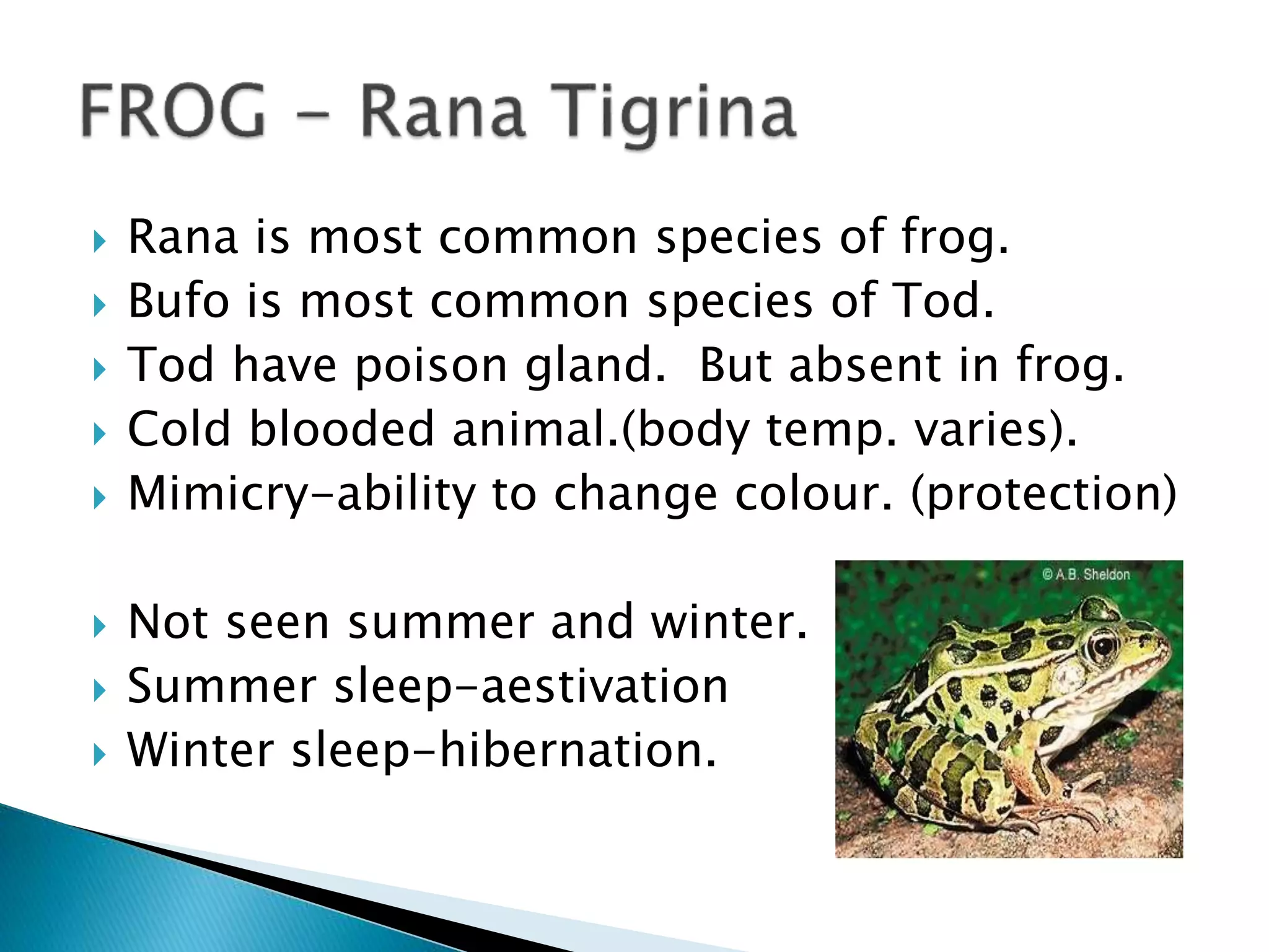 FROG PPT : BY Nafees hussain | PPTX