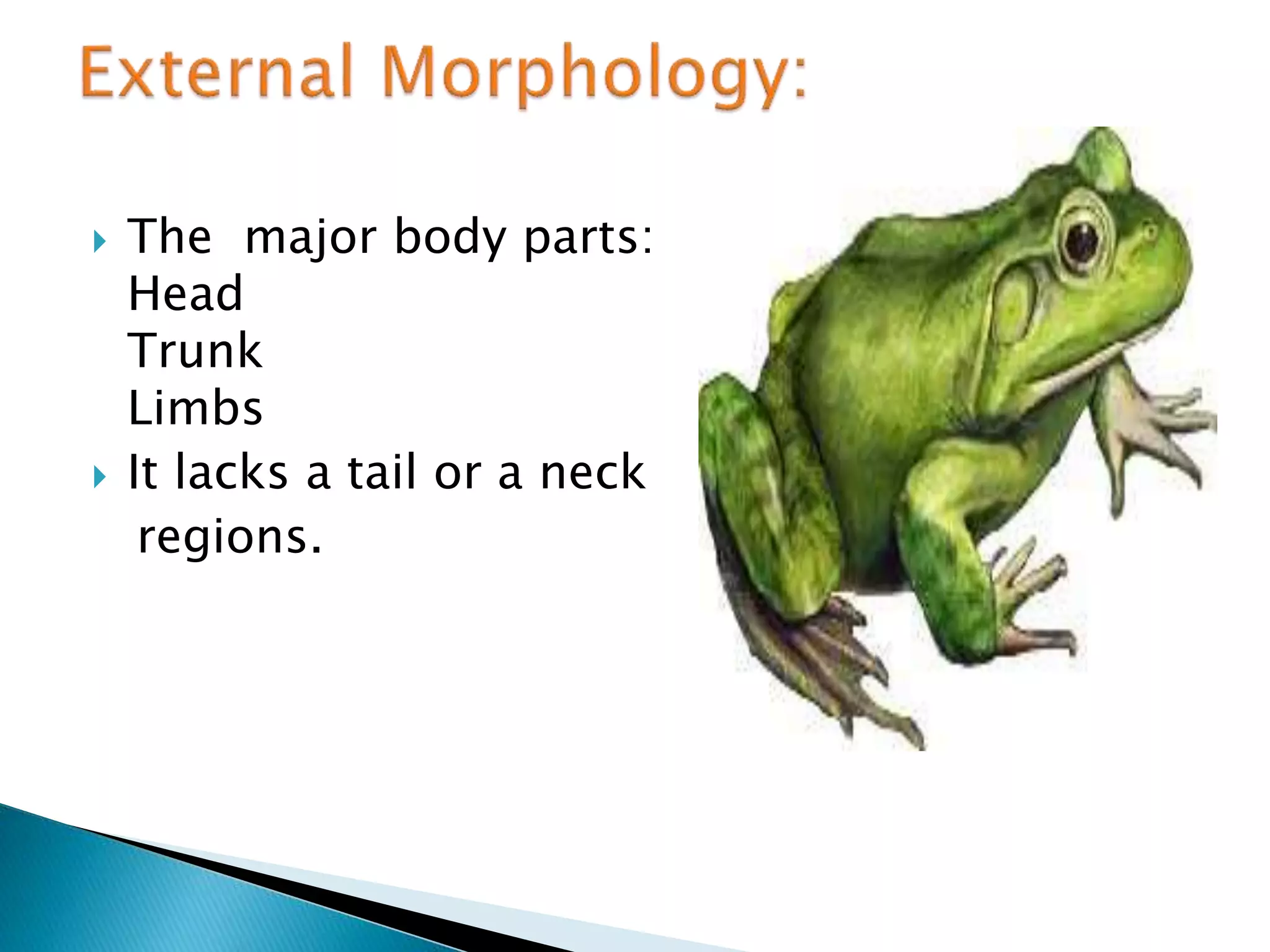 FROG PPT : BY Nafees hussain | PPTX