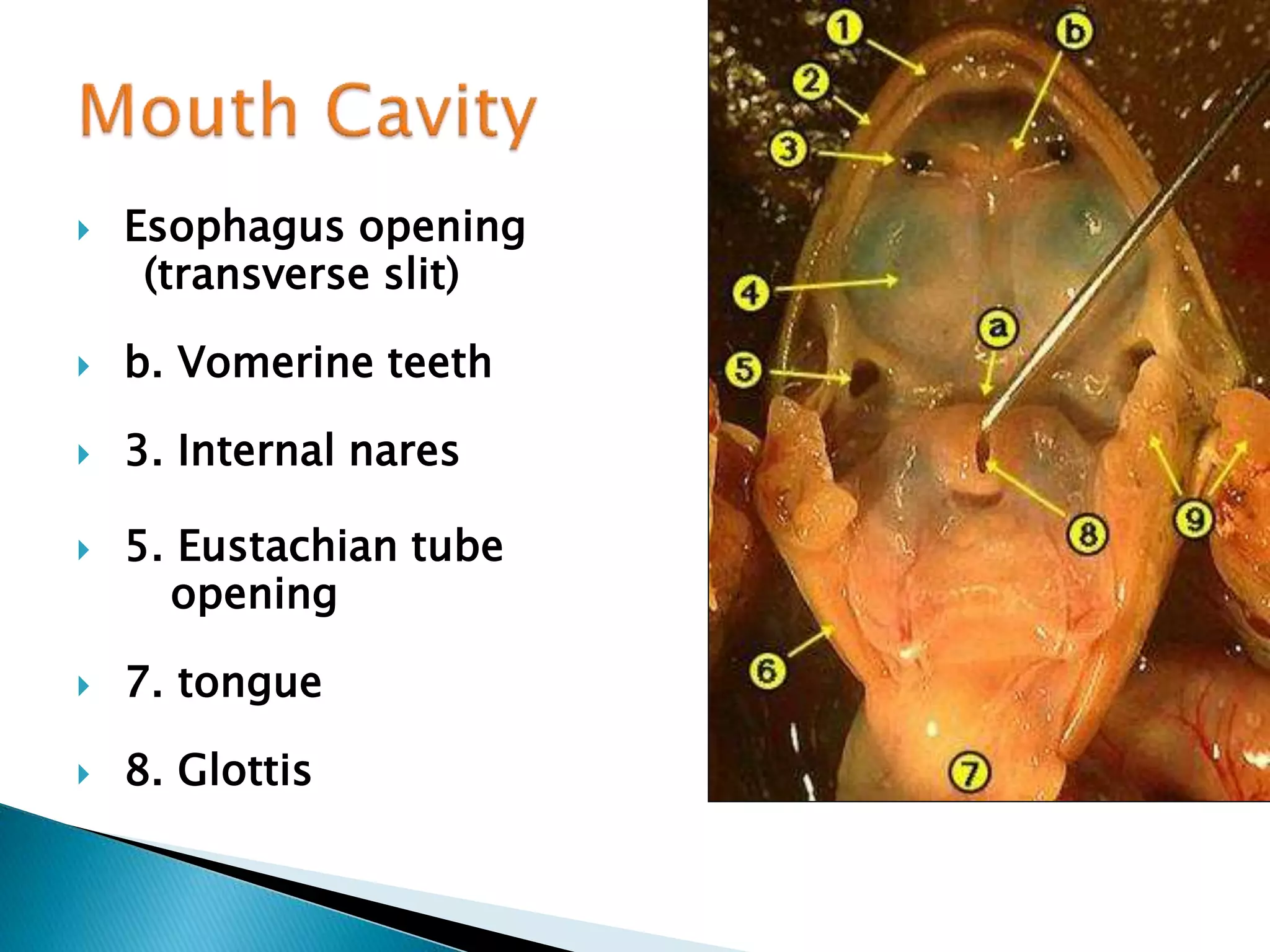 FROG PPT : BY Nafees hussain | PPTX