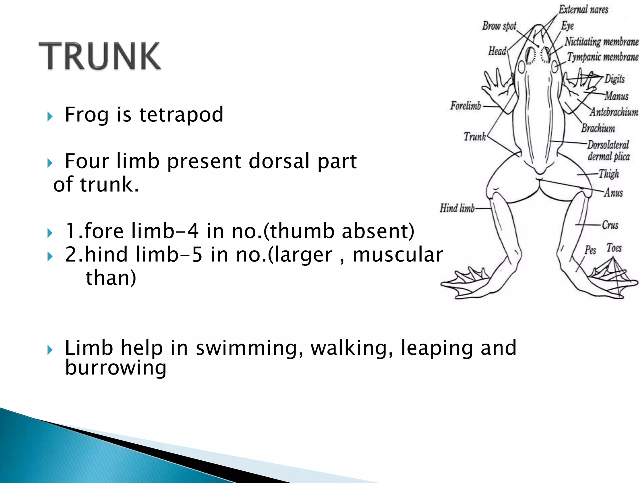 FROG PPT : BY Nafees hussain | PPTX