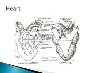 FROG PPT : BY Nafees hussain | PPTX