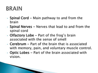 FROG PPT : BY Nafees hussain | PPTX
