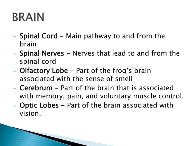 FROG PPT : BY Nafees hussain | PPTX