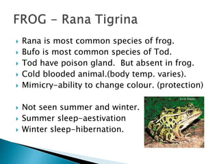 FROG PPT : BY Nafees hussain | PPTX