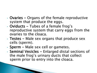 FROG PPT : BY Nafees hussain | PPTX