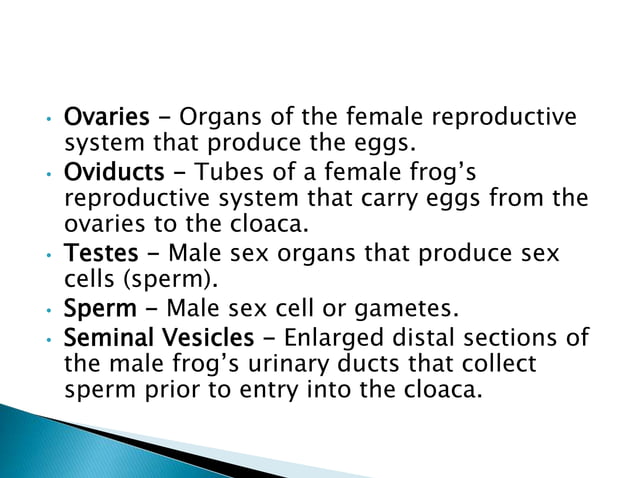 FROG PPT : BY Nafees hussain | PPTX