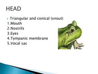FROG PPT : BY Nafees hussain | PPTX