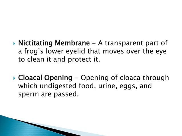 FROG PPT : BY Nafees hussain | PPTX