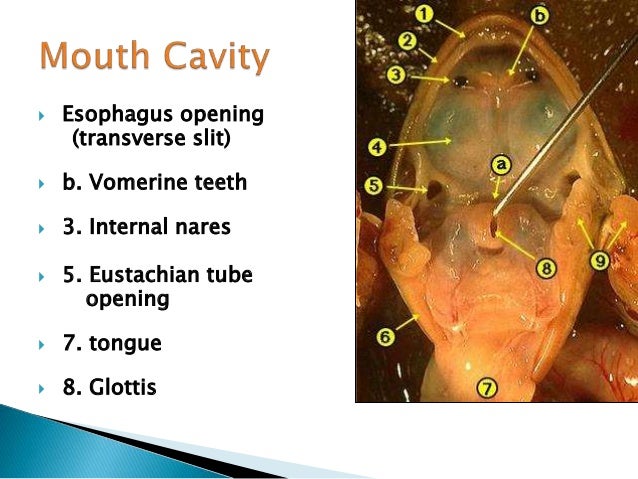 FROG PPT : BY Nafees hussain