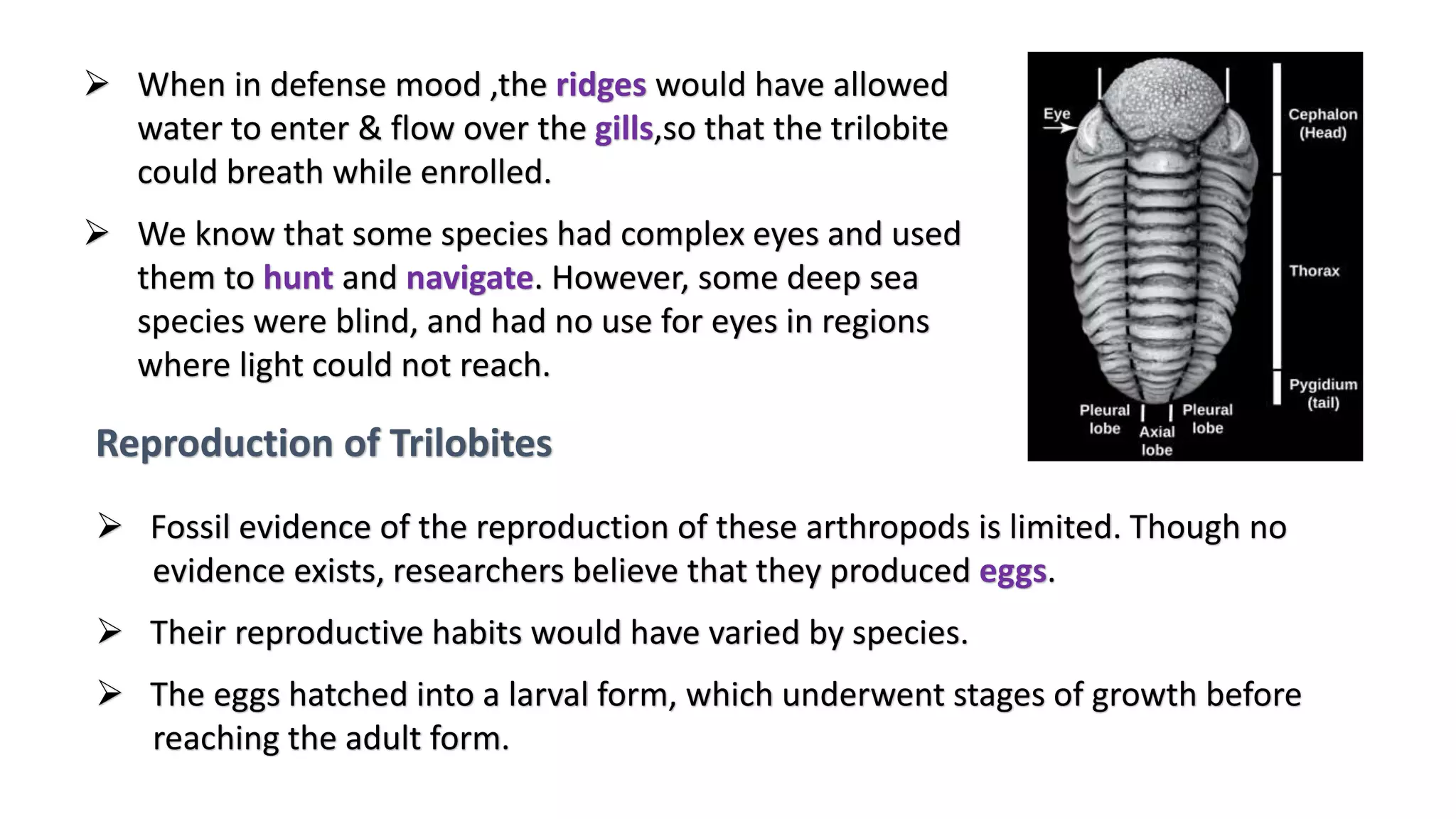 Habit & Habitat of Trilobites The Index fossil of Cambrian geological ...