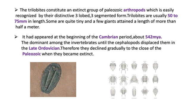 Habit & Habitat of Trilobites The Index fossil of Cambrian geological ...