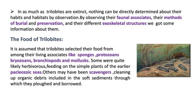 Habit & Habitat of Trilobites The Index fossil of Cambrian geological ...