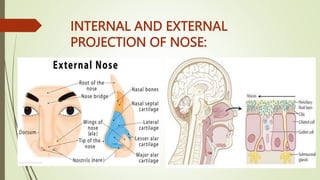 Respiratory system(M.NAGAPRADHEESH).pptx
