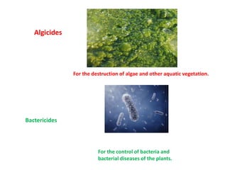 best ppt on principles of insect toxicology and evaluation of ...