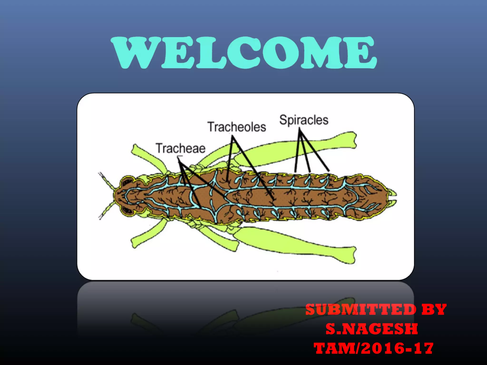 structure and function of insect respiratory system | PPT