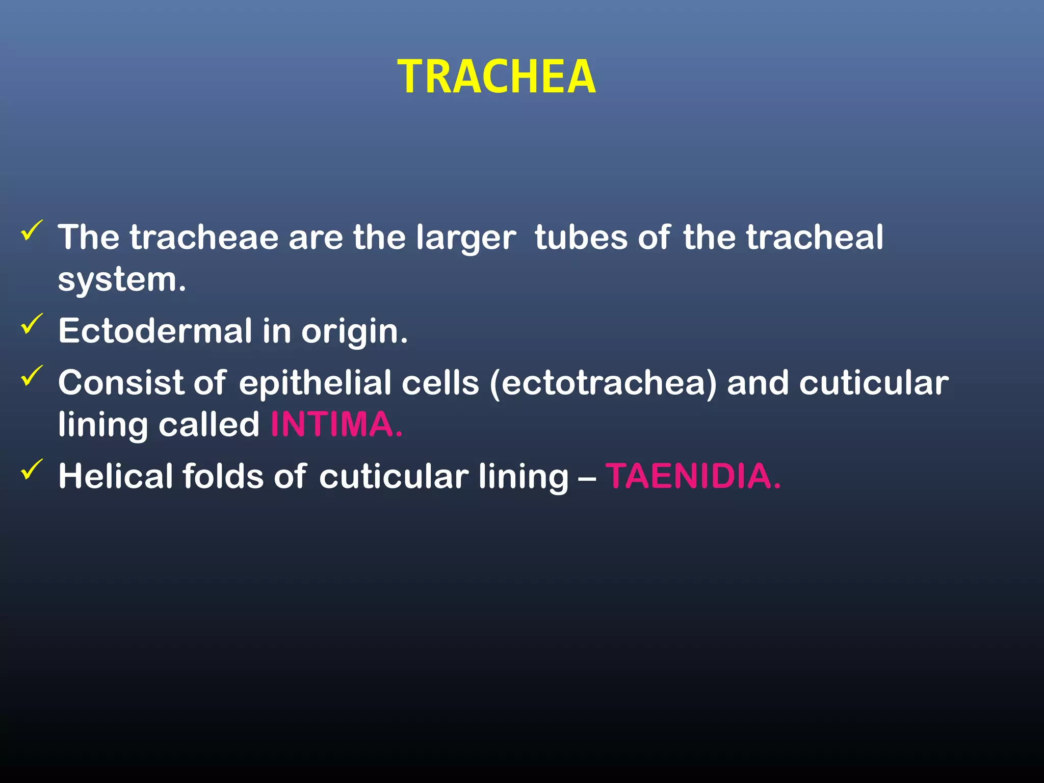 structure and function of insect respiratory system | PPT