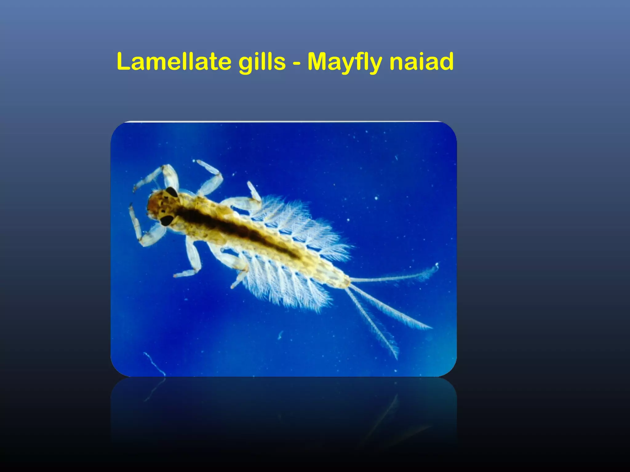 structure and function of insect respiratory system | PPT